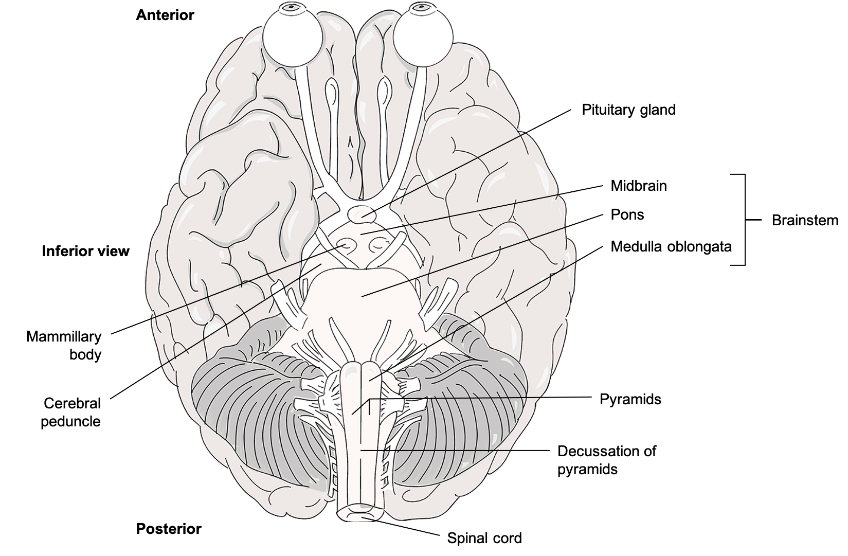 12.4: Diencephalon, Brainstem, Cerebellum and Limbic System - Medicine ...