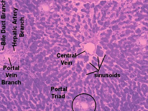 21.8: Anatomical Atlas - Digestive System - Medicine LibreTexts