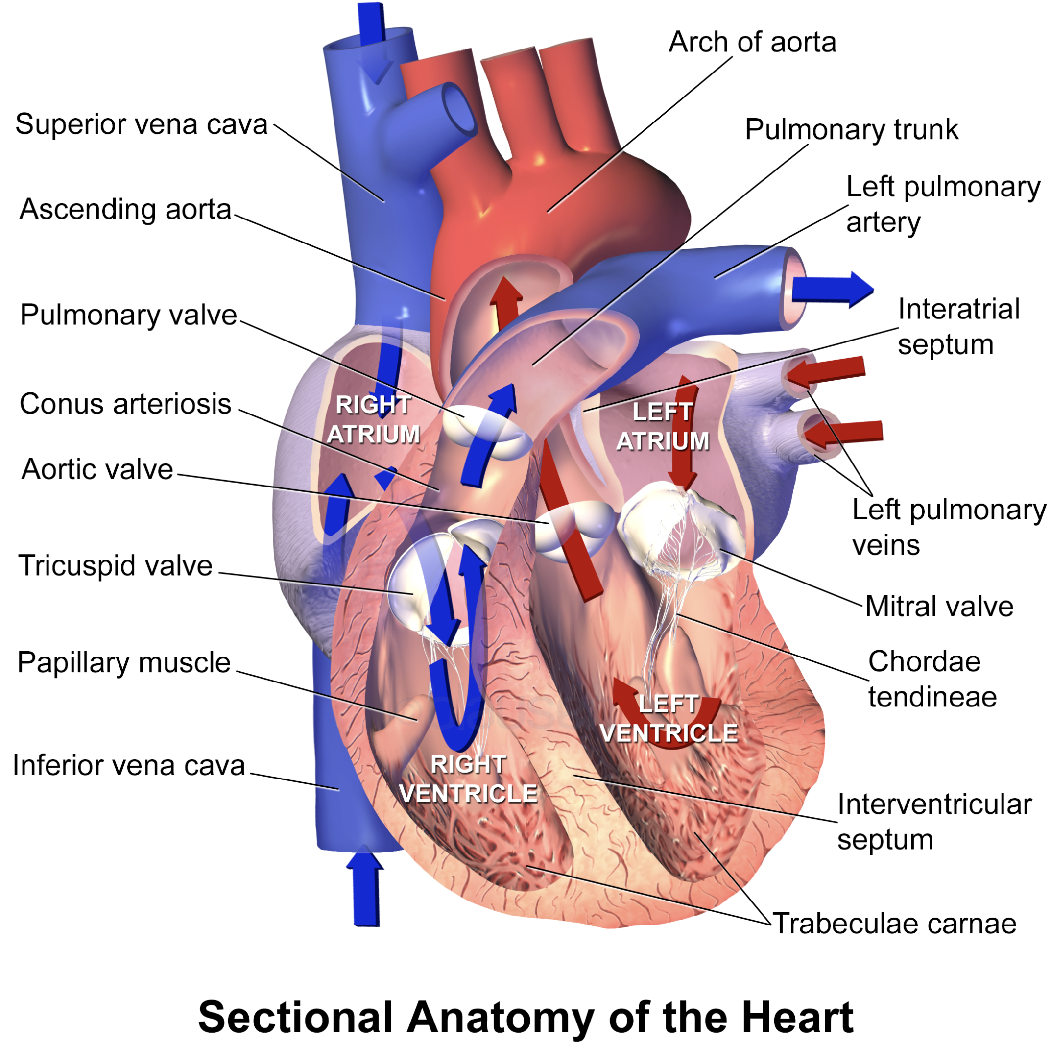Interventricular Septum Location