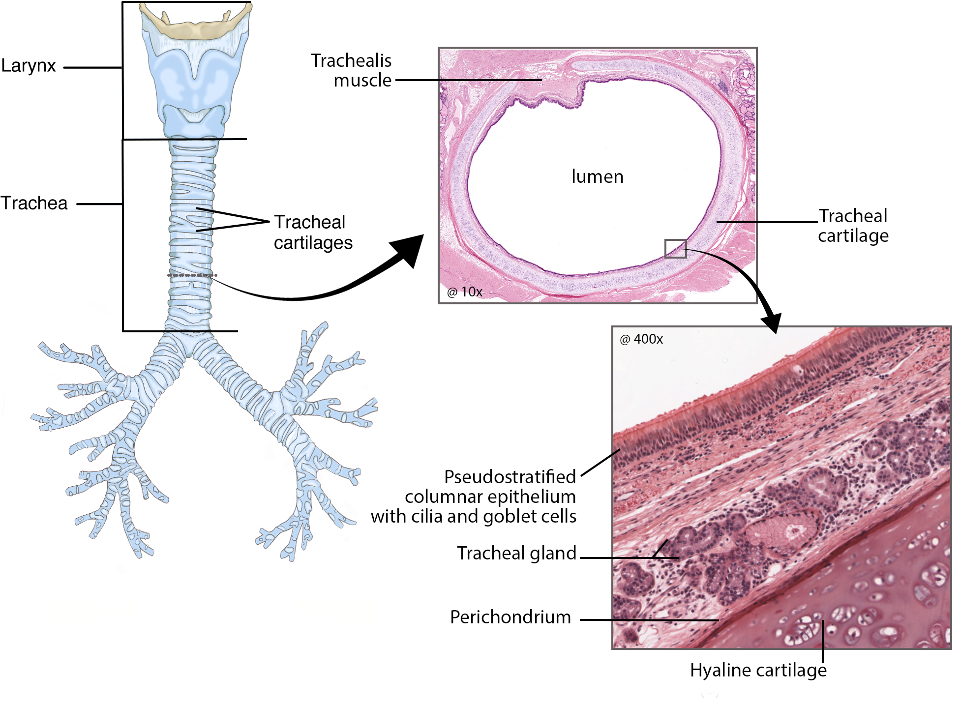 15.1: Organs and Structures of the Respiratory System - Medicine LibreTexts