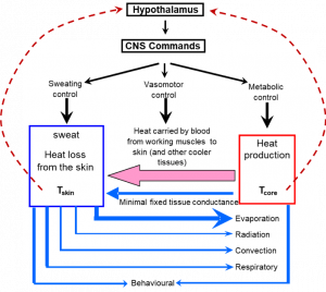 Chapter 9 - Homeostasis And its Disturbance During Exercise - Medicine ...