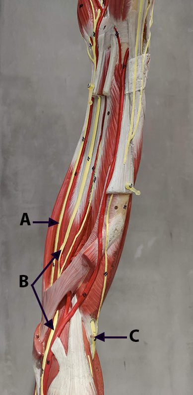 12.5: Anatomical Atlas - Peripheral Nervous System - Medicine LibreTexts