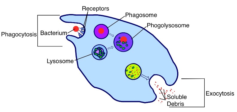 1.5.3: Lysosomes - Medicine LibreTexts