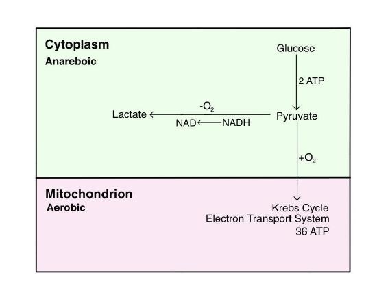 1.6.2: Carbohydrate Metabolism - Medicine LibreTexts