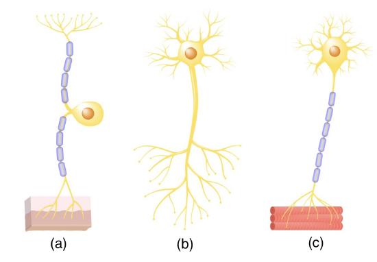 2.3.1: Neurons - Medicine LibreTexts