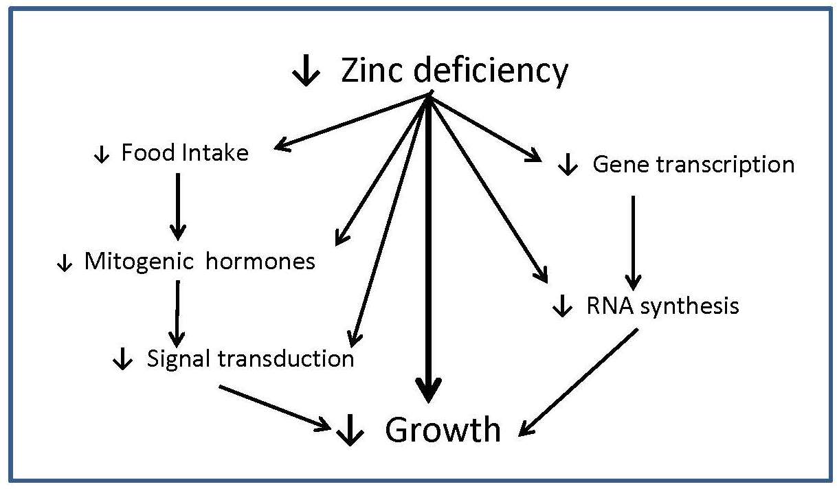 28.1: Zinc (24c.1) - Medicine LibreTexts