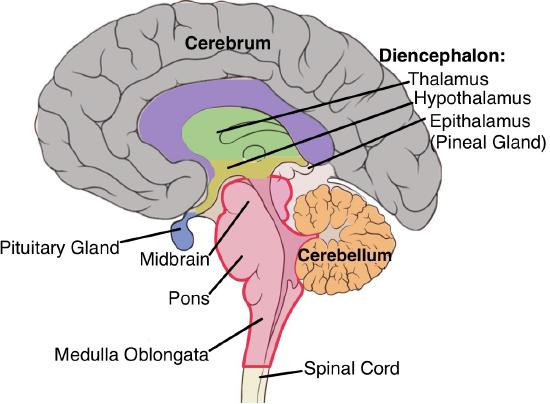 3.8: The Brain - Medicine LibreTexts