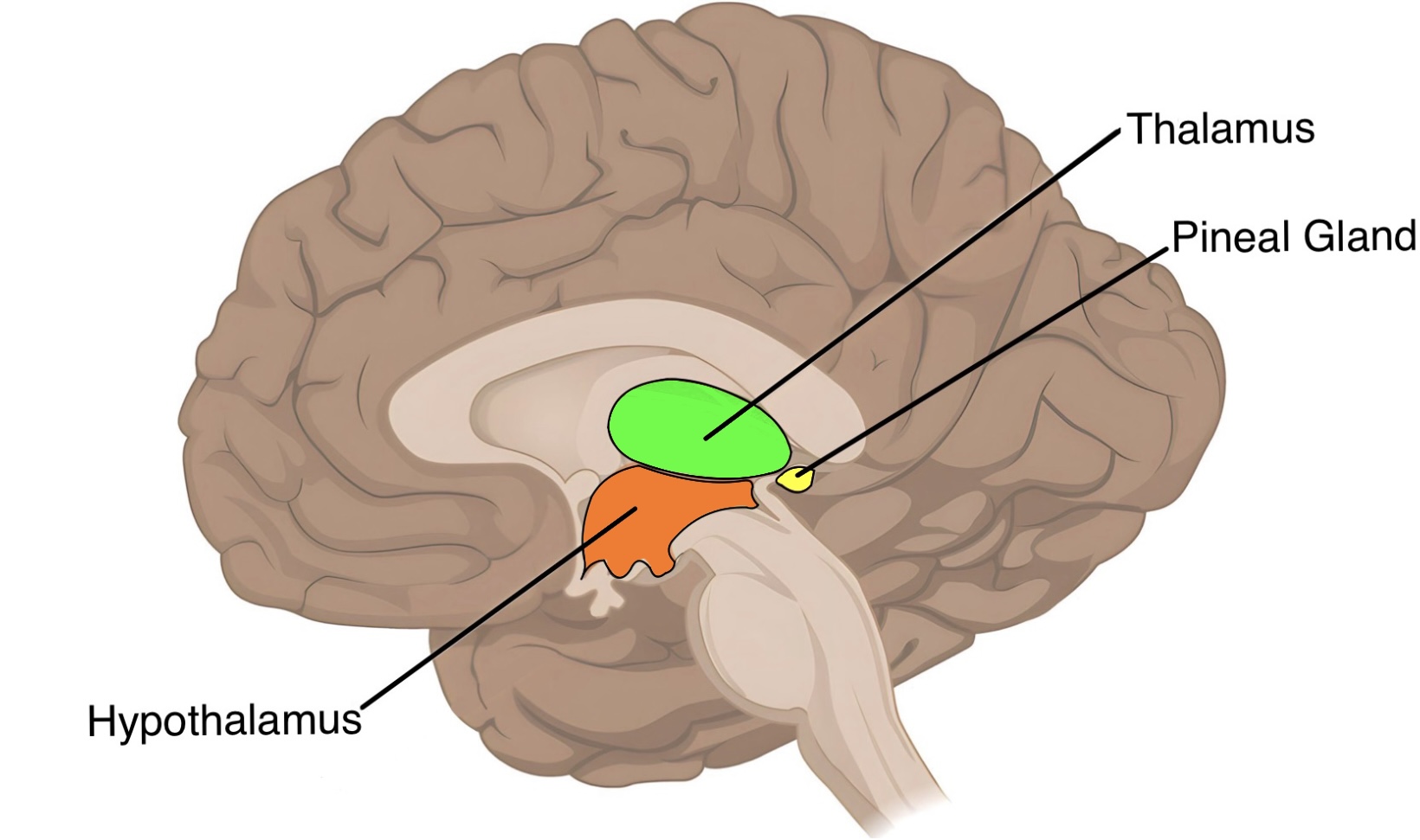 3.8: The Brain - Medicine LibreTexts