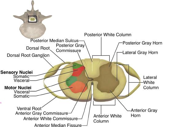 3.11: The Spinal Cord - Medicine LibreTexts