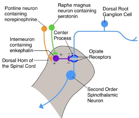 4.4: Physiology of Pain - Medicine LibreTexts