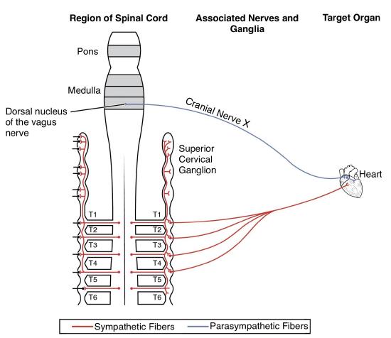 5.5: Parasympathetic Division of the Autonomic Nervous System ...