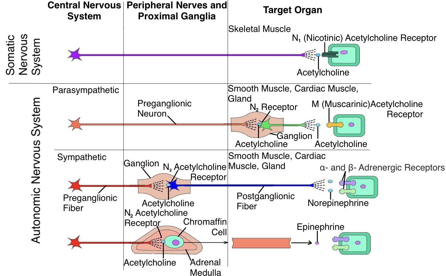 5.6: Chemical Signaling in the Autonomic Nervous System - Medicine LibreTexts