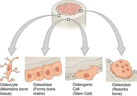 6.6: Bone Tissue - Medicine LibreTexts