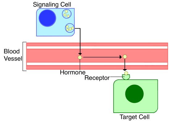 7.3: Chemical Signaling - Medicine LibreTexts
