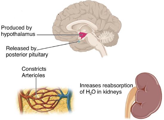 7.11: The Pituitary Gland and Hypothalamus - Medicine LibreTexts