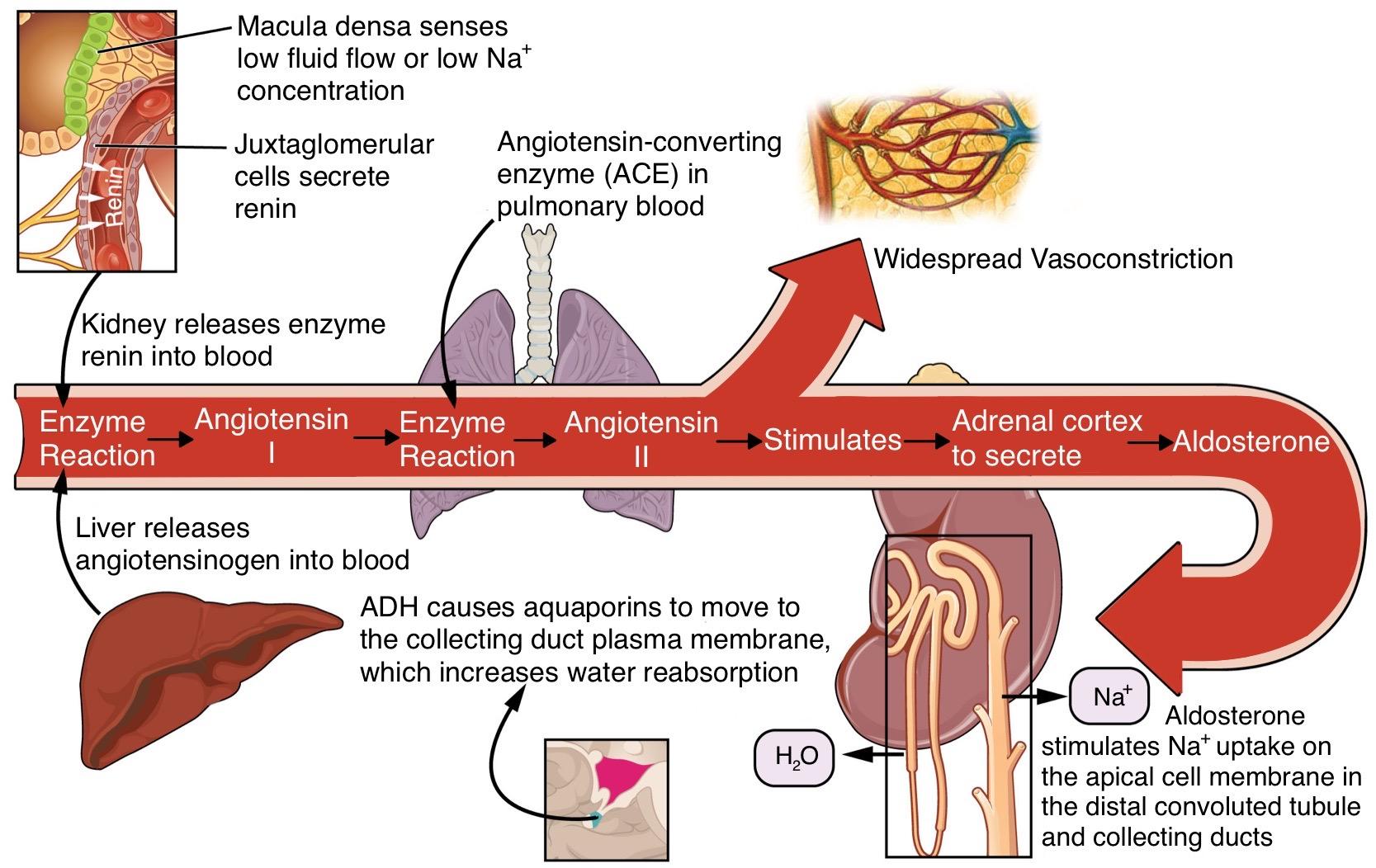 7.15: Adrenal Glands - Medicine LibreTexts