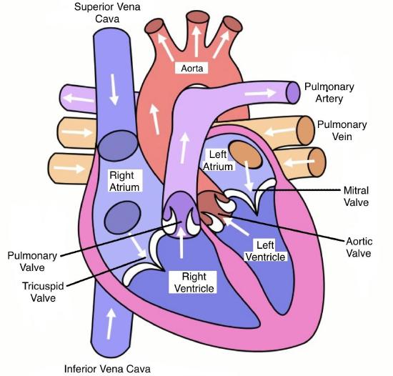 9.7: Internal Anatomy of the Heart - Medicine LibreTexts