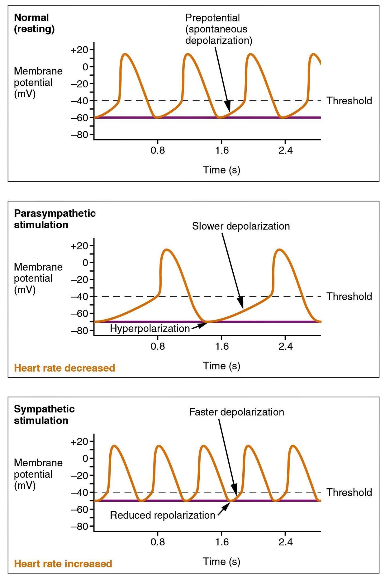 9.15: Heart Rate, Stroke Volume, and Cardiac Output - Medicine LibreTexts