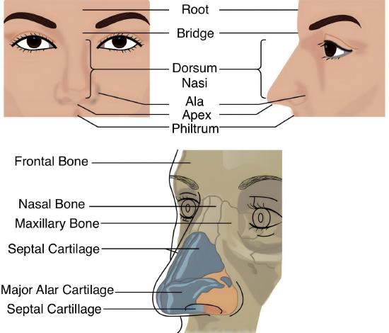 12.3: Respiratory Anatomy - Medicine LibreTexts