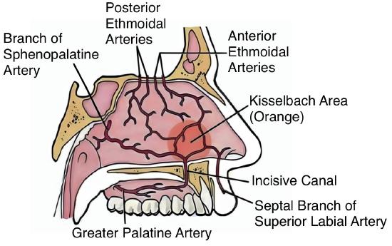 12.3: Respiratory Anatomy - Medicine LibreTexts
