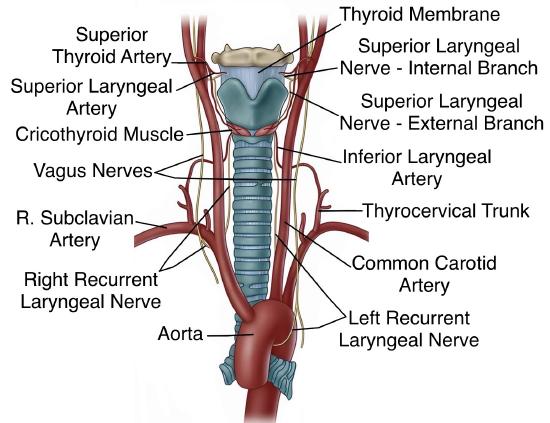 12.3: Respiratory Anatomy - Medicine LibreTexts