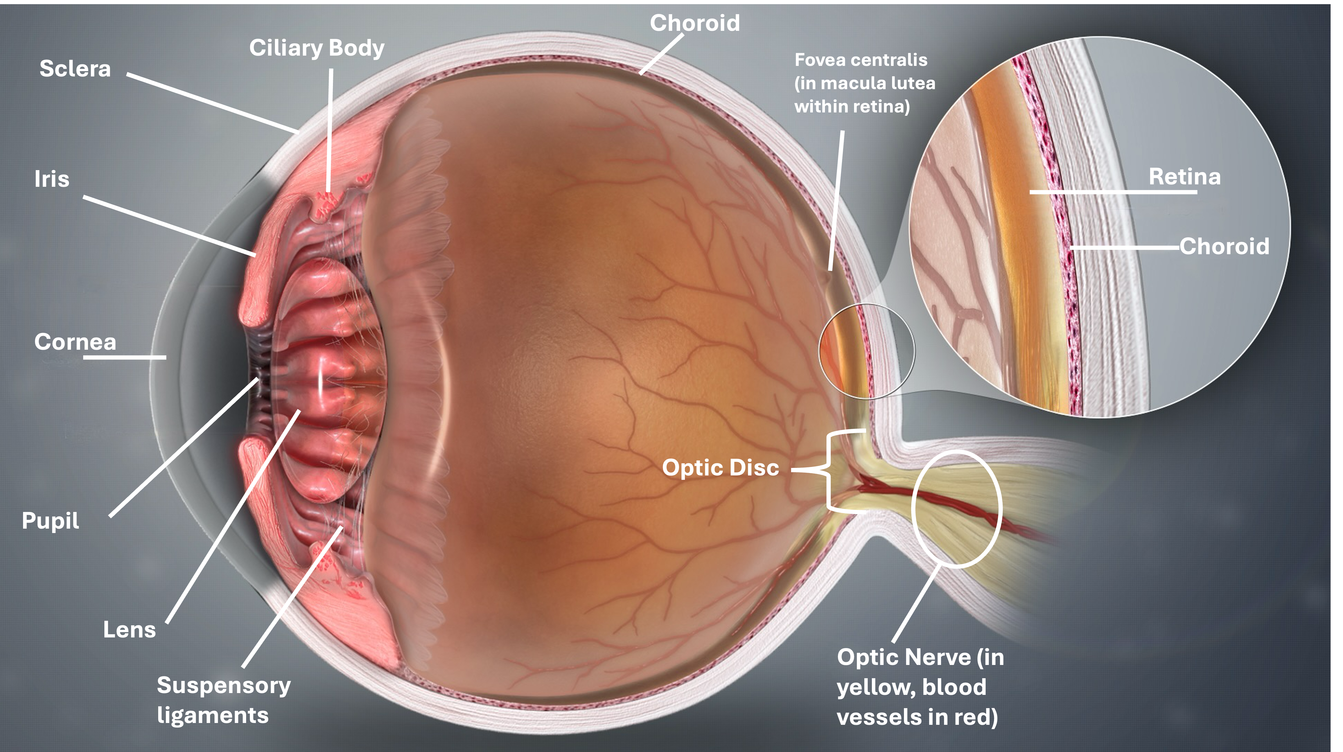 10.2: Eye Anatomy - Medicine LibreTexts