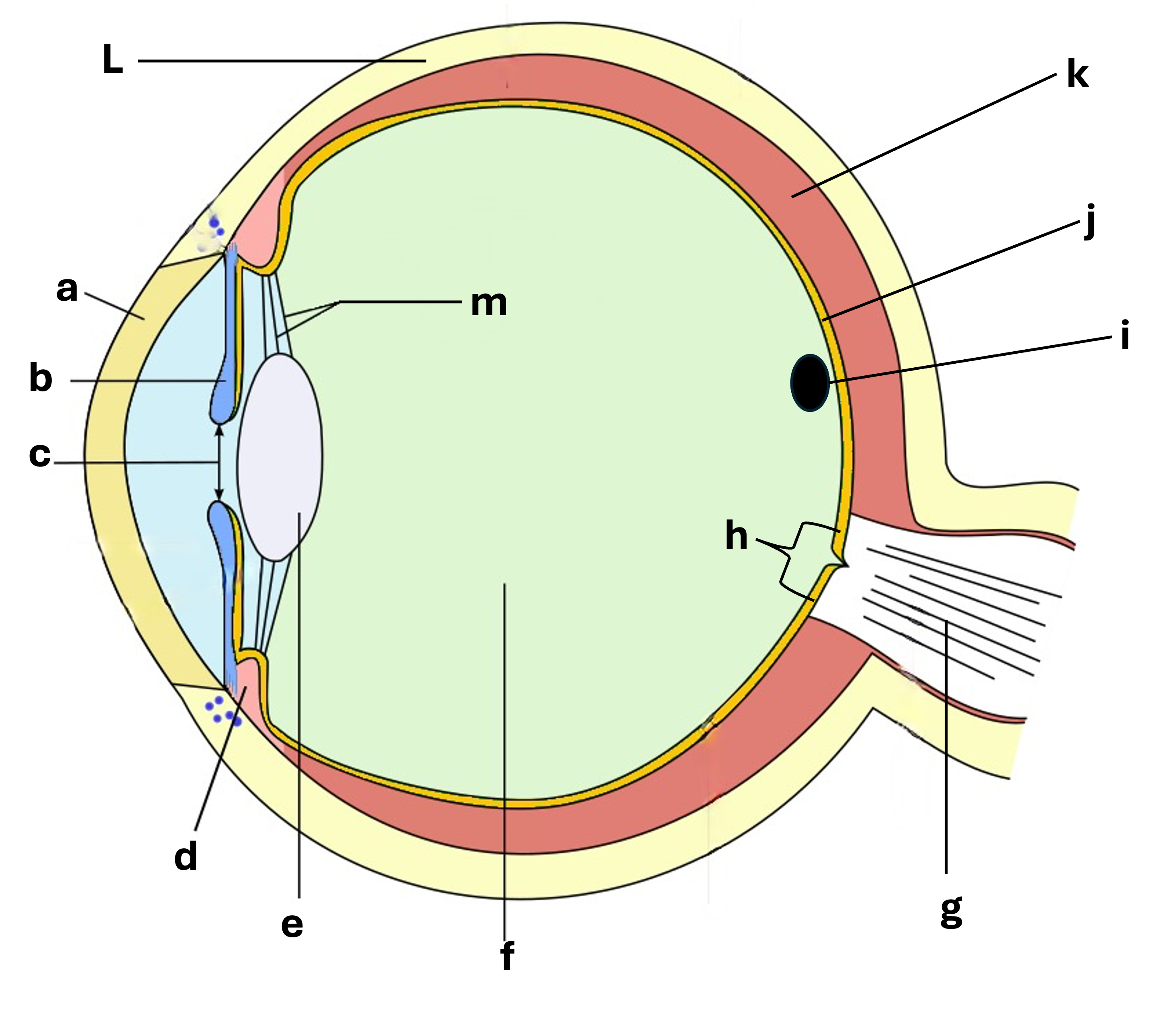 10.6: Questions and Review - Eyes and Ears - Medicine LibreTexts