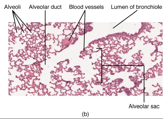 17.3: Microscope Slides - Respiratory System - Medicine LibreTexts