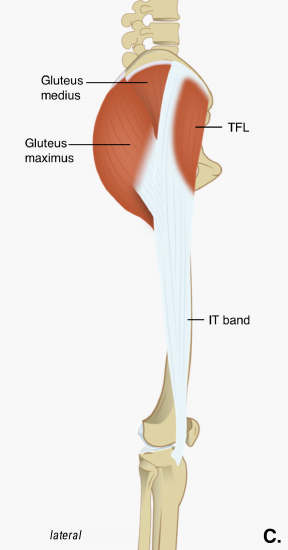 7.5: Muscles of the Hip and Lower Limb - Medicine LibreTexts