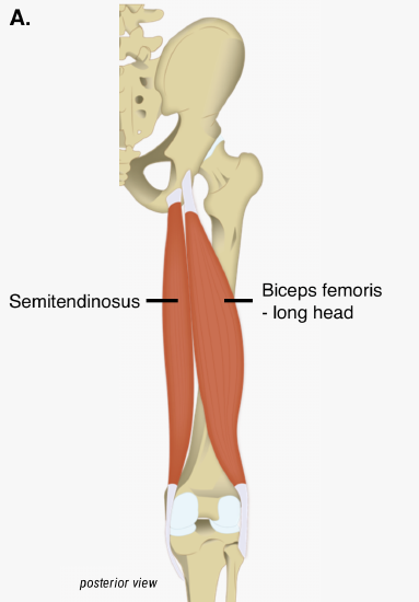7.5: Muscles of the Hip and Lower Limb - Medicine LibreTexts