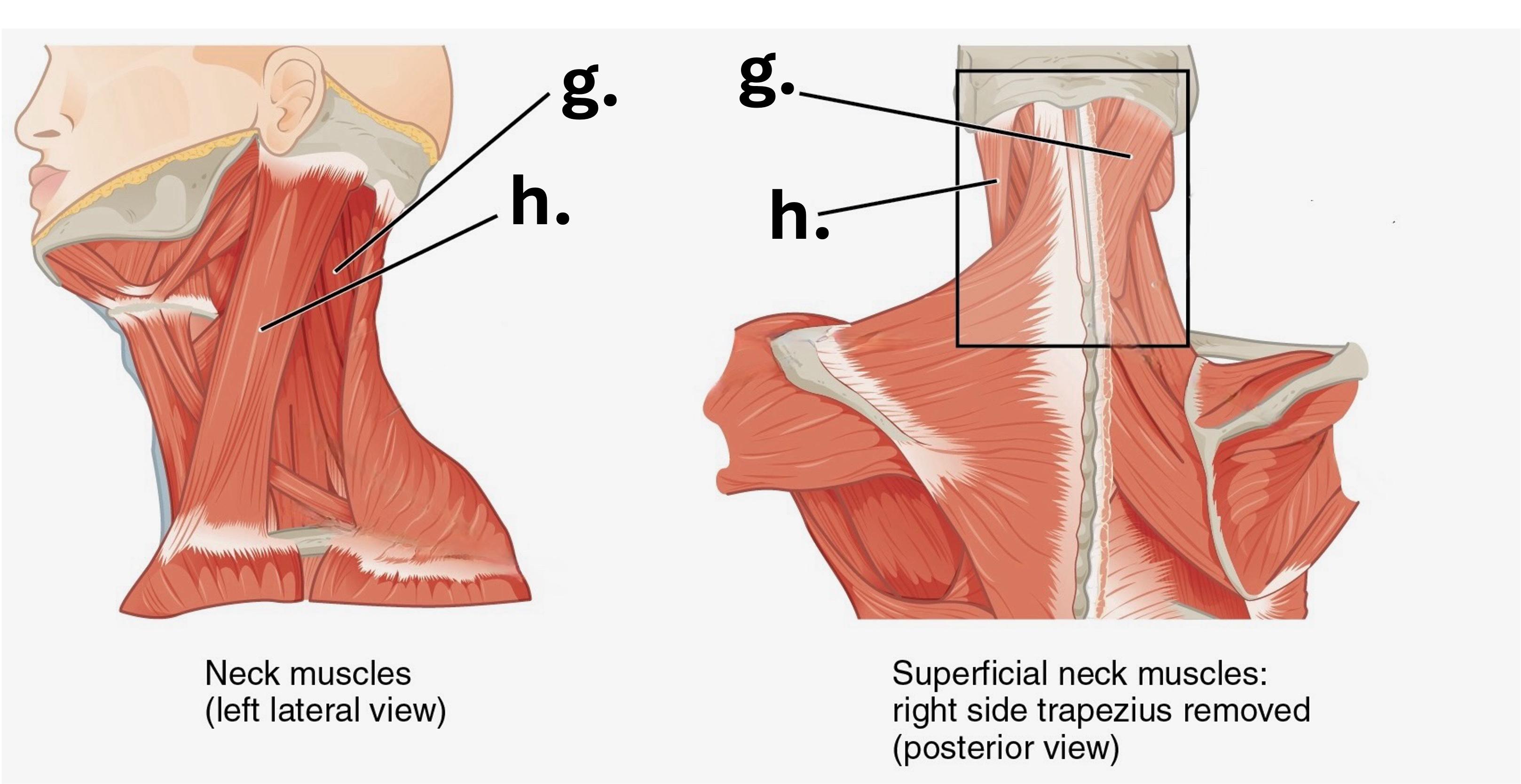 7.6: Questions and Review - Skeletal Muscles - Medicine LibreTexts