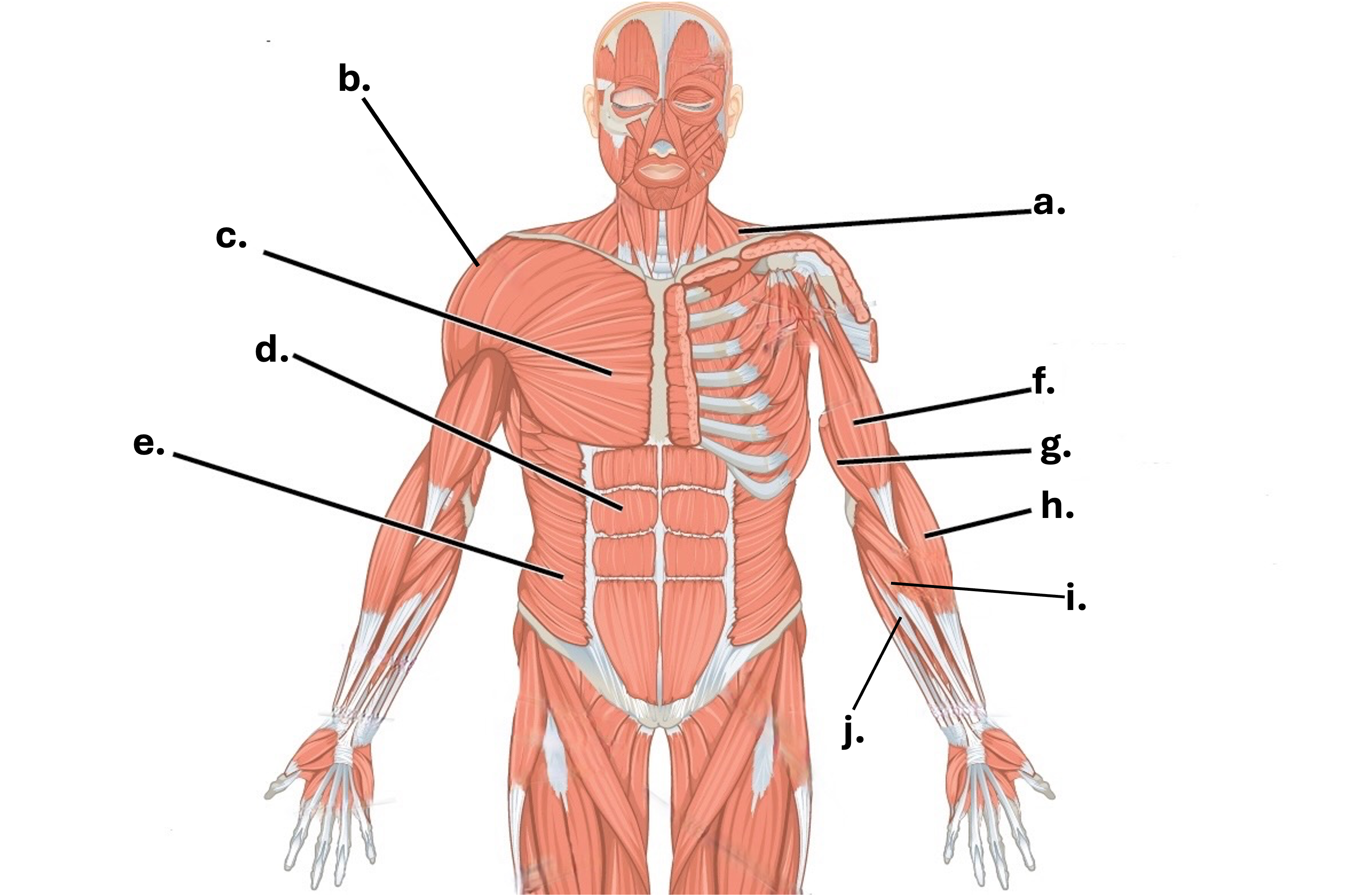 7.6: Questions and Review - Skeletal Muscles - Medicine LibreTexts
