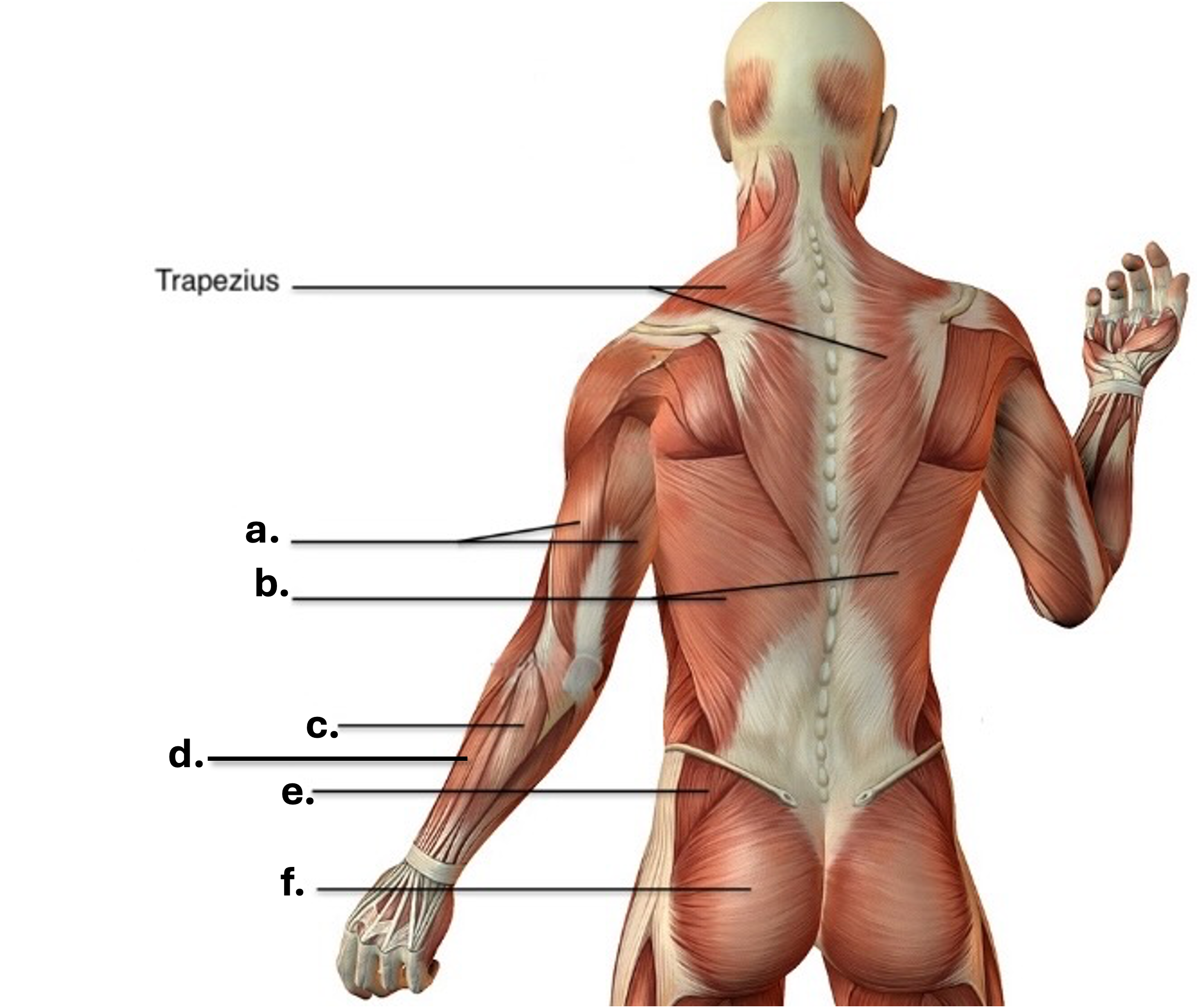 7.6: Questions and Review - Skeletal Muscles - Medicine LibreTexts