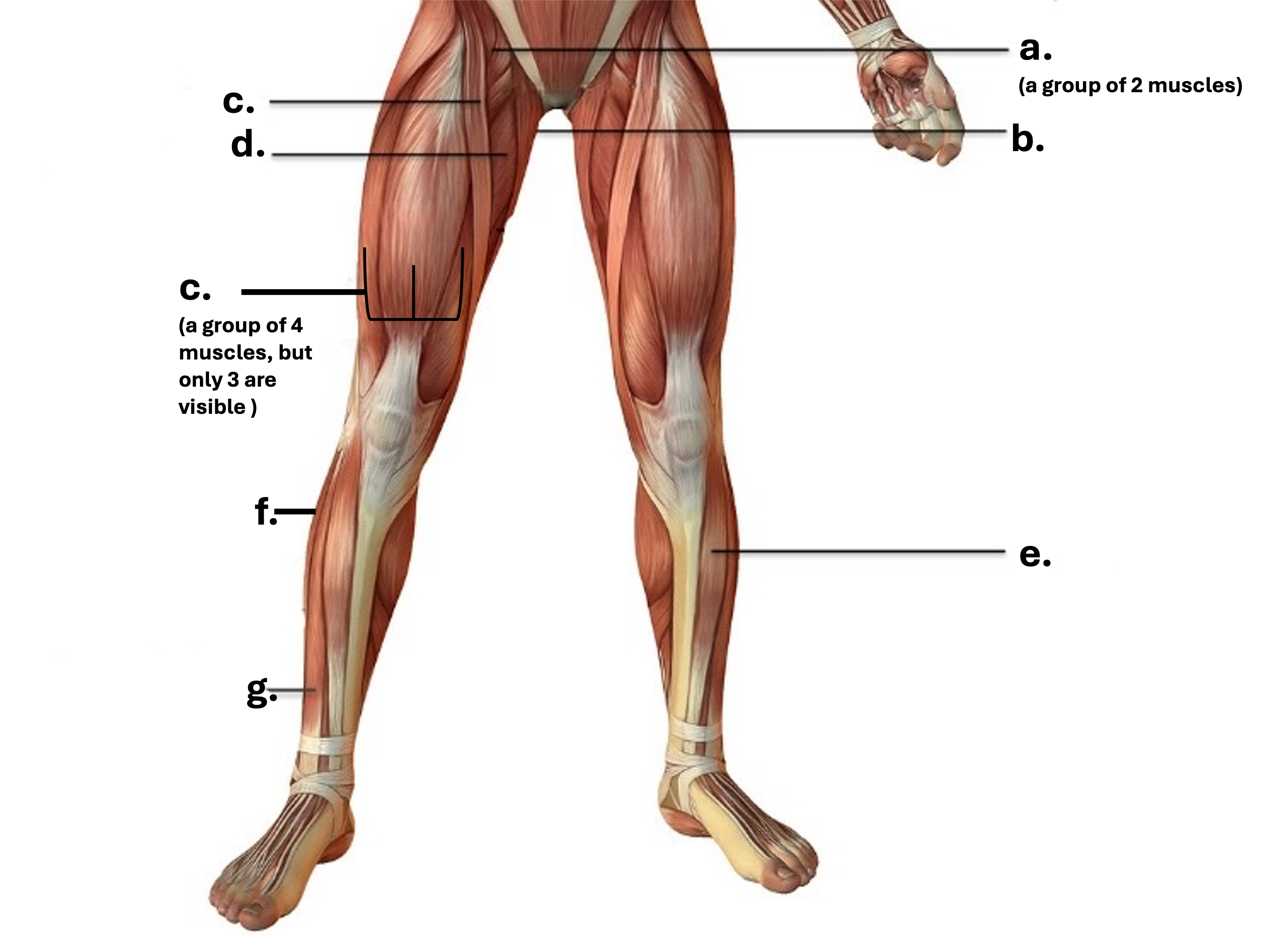 7.6: Questions and Review - Skeletal Muscles - Medicine LibreTexts