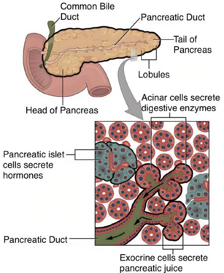15.9: The Liver, Pancreas, and Gallbladder - Medicine LibreTexts