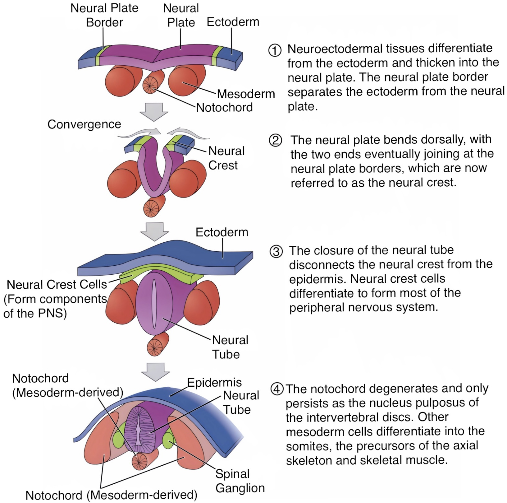 17.12: Organogenesis - Medicine LibreTexts