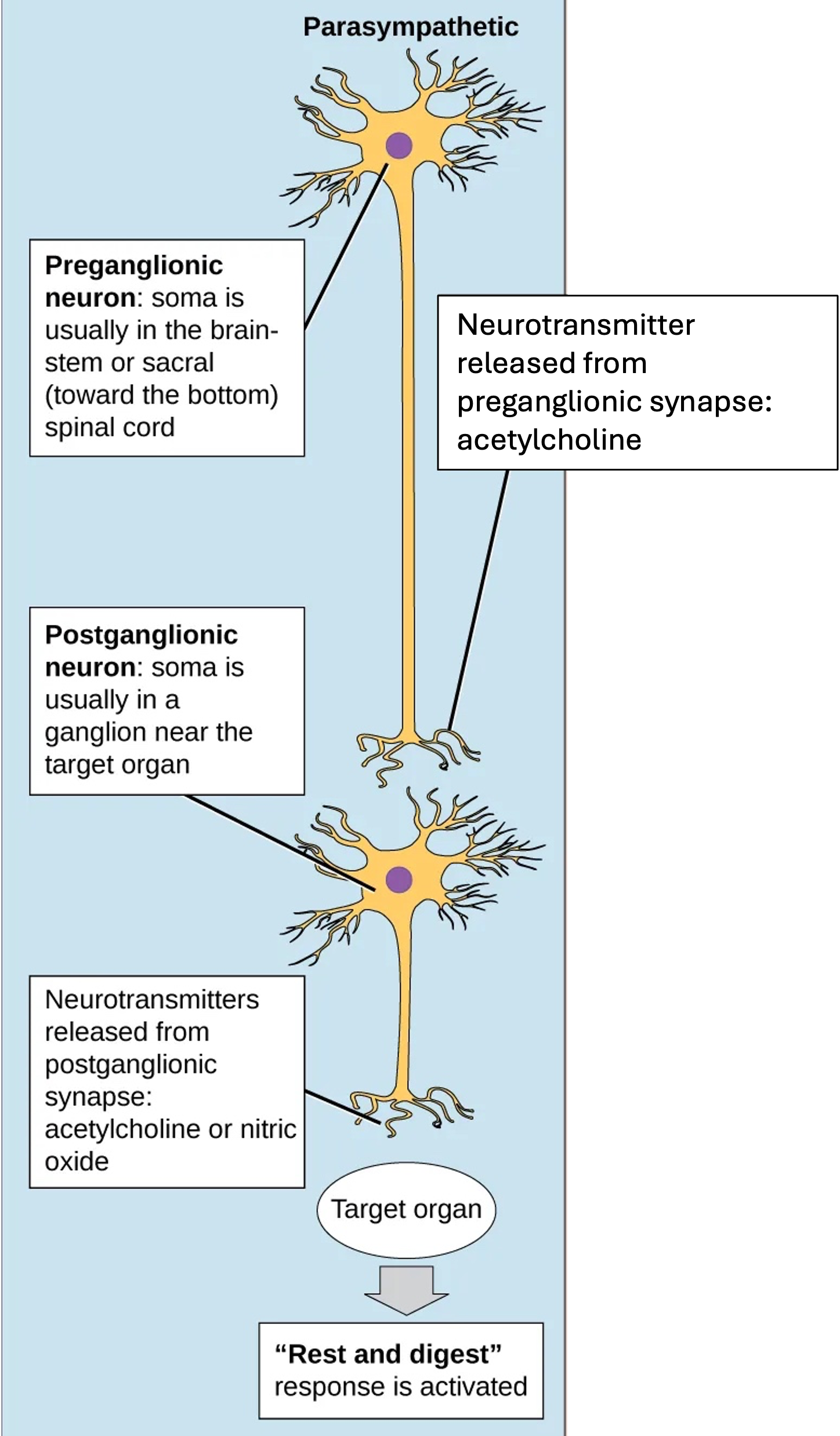 11.3: The Parasympathetic Division of the ANS - Medicine LibreTexts