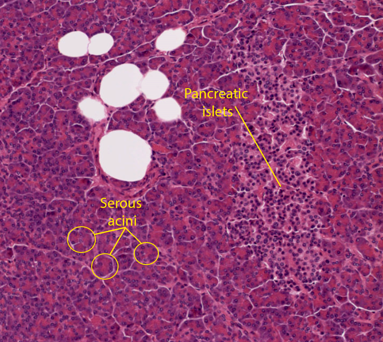 16.5: Accessory Organs in Digestion- The Liver, Pancreas, and ...