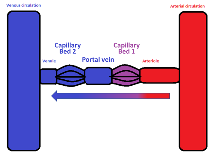 10.11: Portal Systems - Medicine LibreTexts