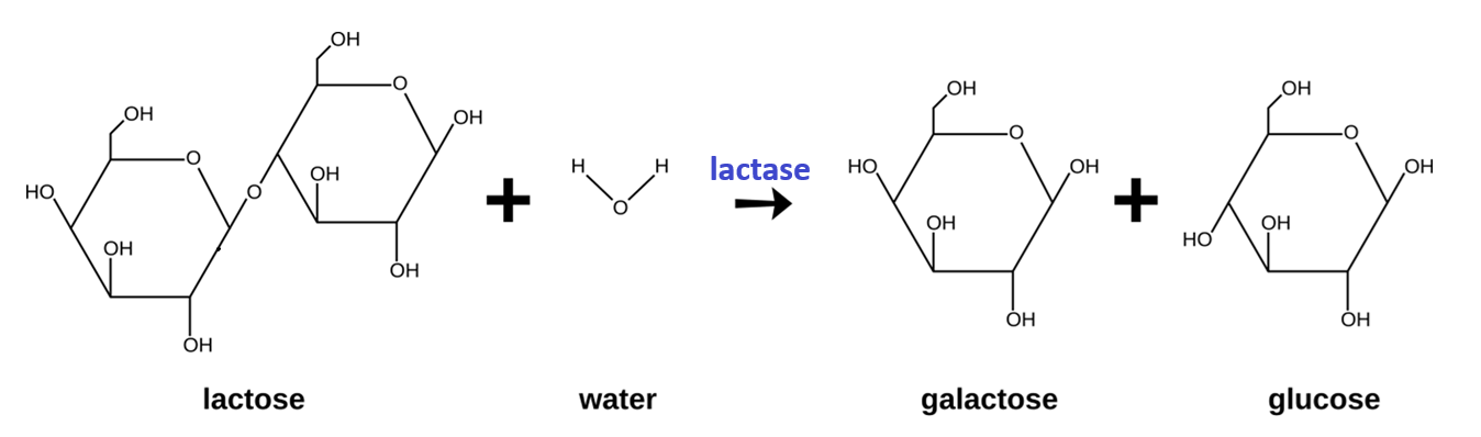 12.9: Lactose Intolerance - Medicine LibreTexts