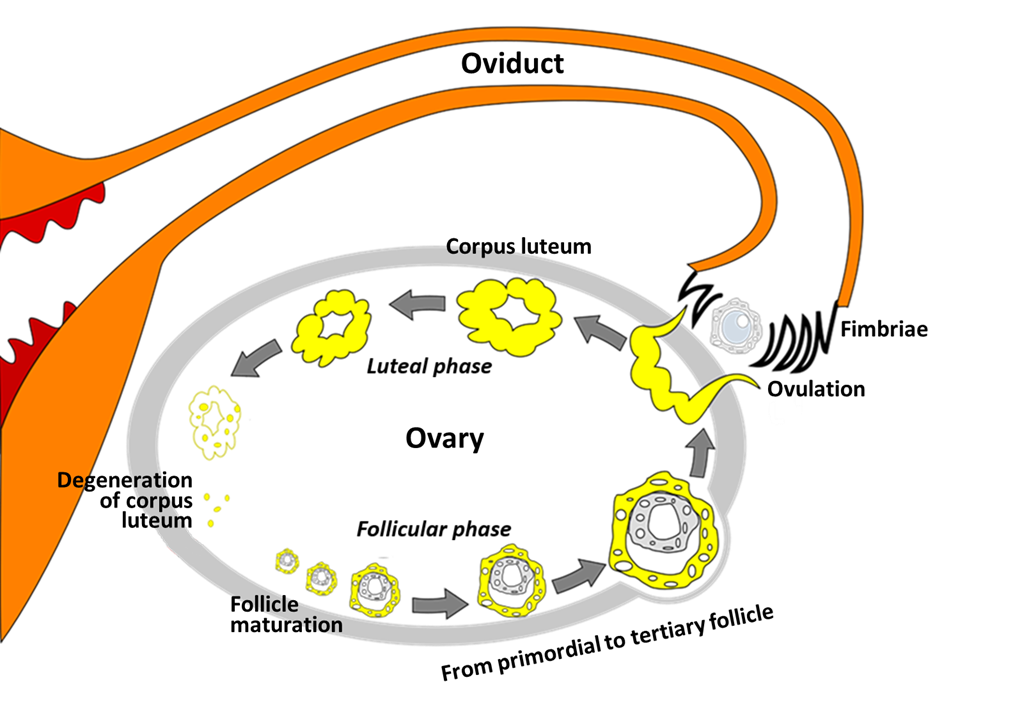13.14: Hormonal Regulation of the Female Reproductive Cycles - Medicine ...